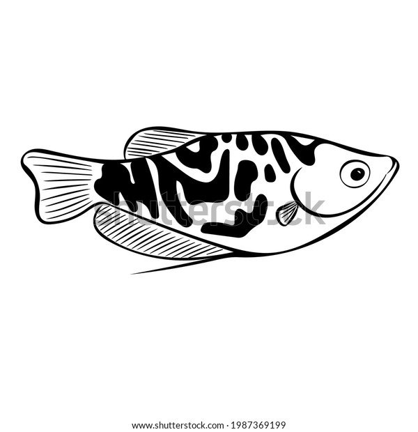 Aquarium Fish Gourami Trichogaster Vector Sketch 库存矢量图（免版税）1987369199 ...