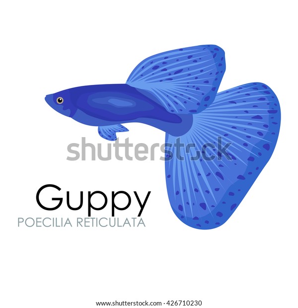 Aquarium Fish Guppy Vector Illustration Isolated Stock Vector (Royalty ...