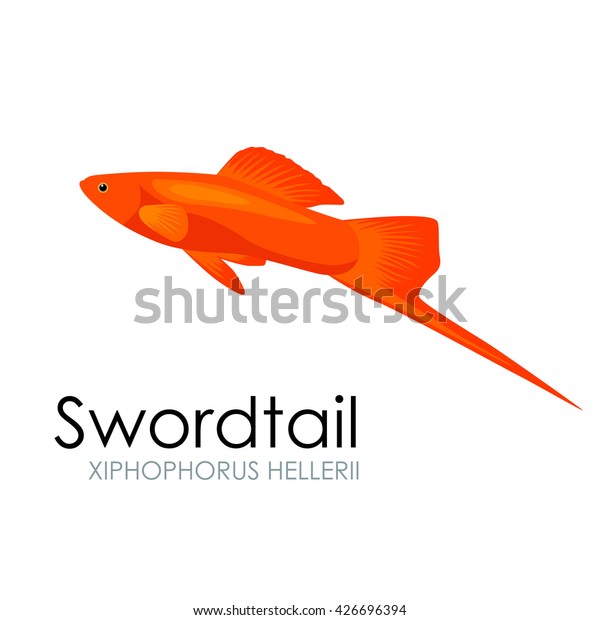 Aquarium Fish Swordtail Vector Illustration Isolated Stock Vector ...