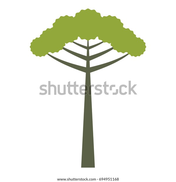 Araucaria Isolated Tree Vector Illustration Stock Vector (Royalty Free ...