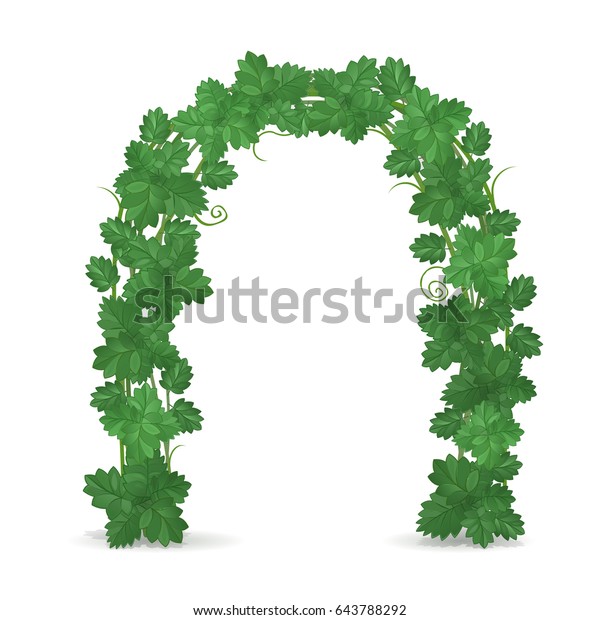 Arch Green Foliage Isolated On White Stock Vector (Royalty Free ...