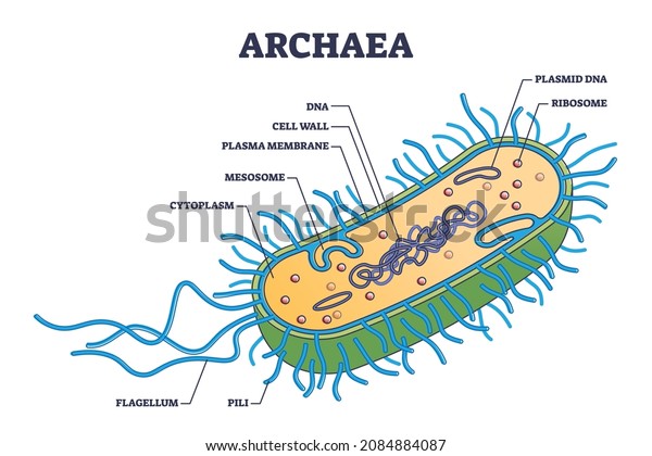 Archaea Archaebacteria Detailed Anatomical Inner Structure Stock Vector ...