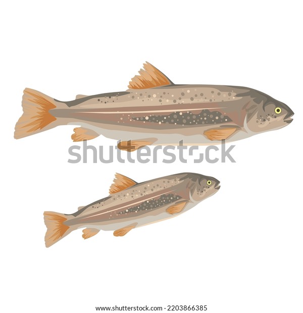 Arctic Char Fish Hand Drawn Realistic Stock Vector (Royalty Free ...