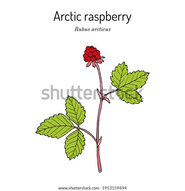 Arctic raspberry (Rubus arcticus), edible and medicinal plant. Hand ...
