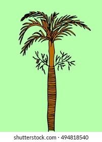 82 Areca nut tree Stock Vectors, Images & Vector Art | Shutterstock