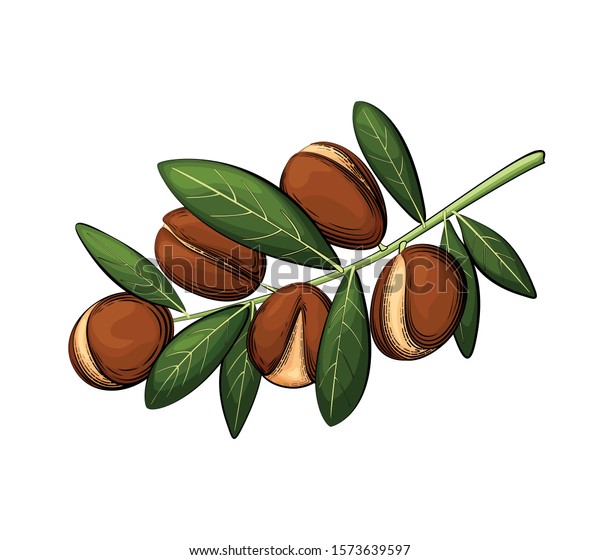 Argan Branch Vector Illustration Color Stock Vector (Royalty Free ...