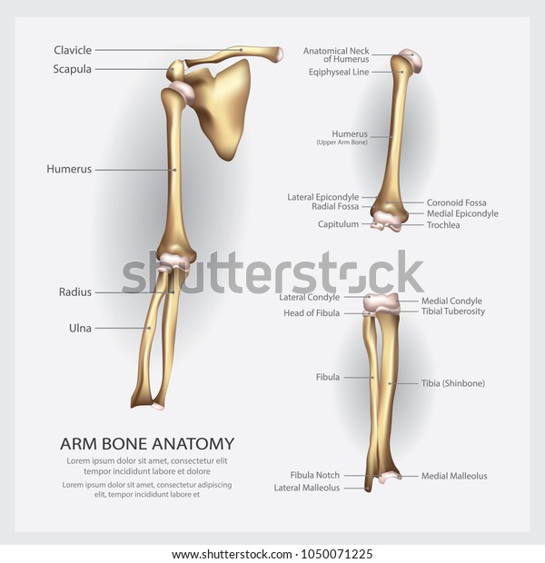 Arm Bone Anatomy Detail Vector Illustration: เวกเตอร์สต็อก (ปลอดค่า ...