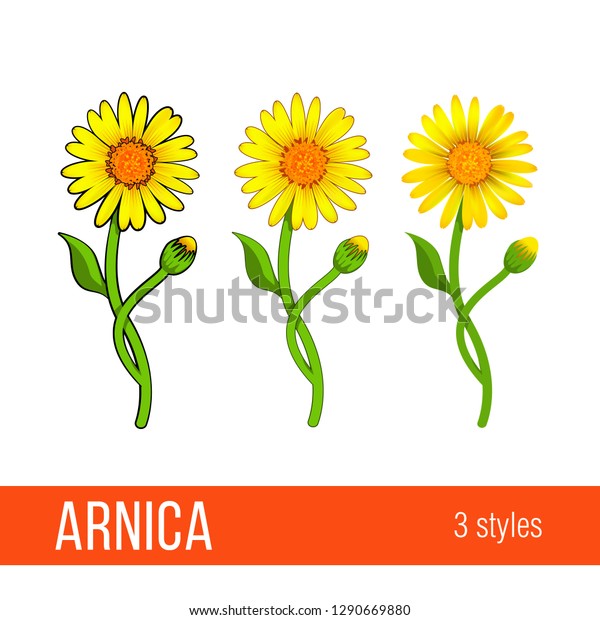 Arnica Floral Design Element Set Images Stock Vector (Royalty Free ...