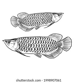 Tigerfish Vector Hand Drawing Illustration Black: เวกเตอร์สต็อก (ปลอด ...