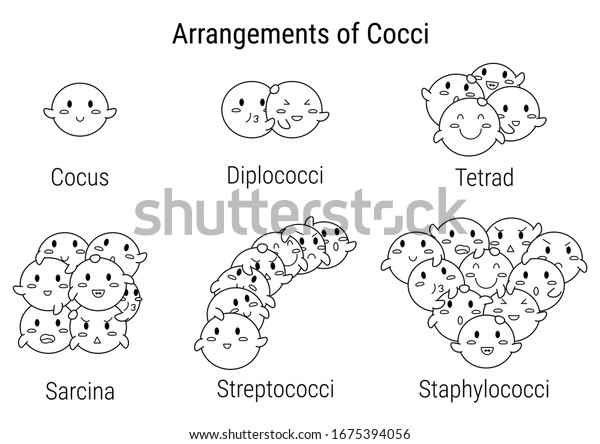 Arrangements Cocci Vector Illustration Cucus Diplococci Stock Vector ...