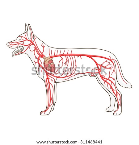 Arterial Circulatory System Dog Vector Illustration Stock Vector ...