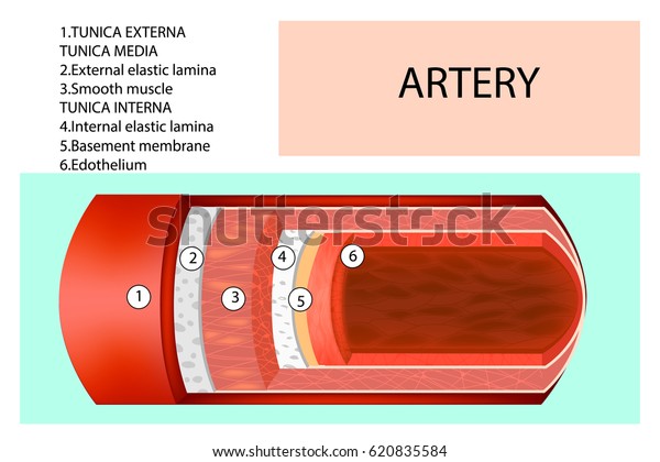 Artery Structure Anatomy Artery Name Each 스톡 벡터(로열티 프리) 620835584