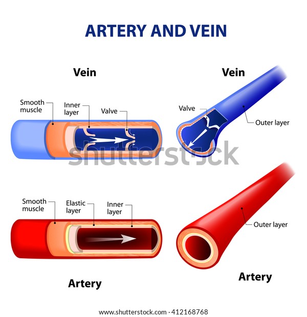 arterie og vene. Sirkulasjonssystemet. Vektor. Arkivvektor (royaltyfri ...