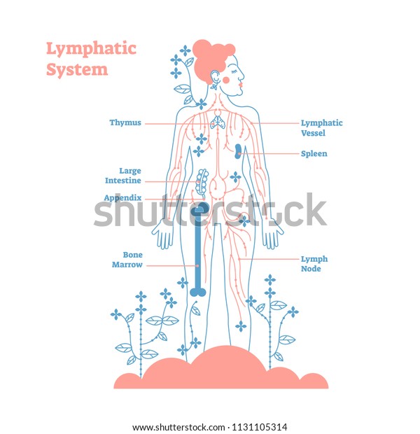 Artistic Lymphatic System Anatomical Vector Illustration 스톡 벡터(로열티 프리 ...