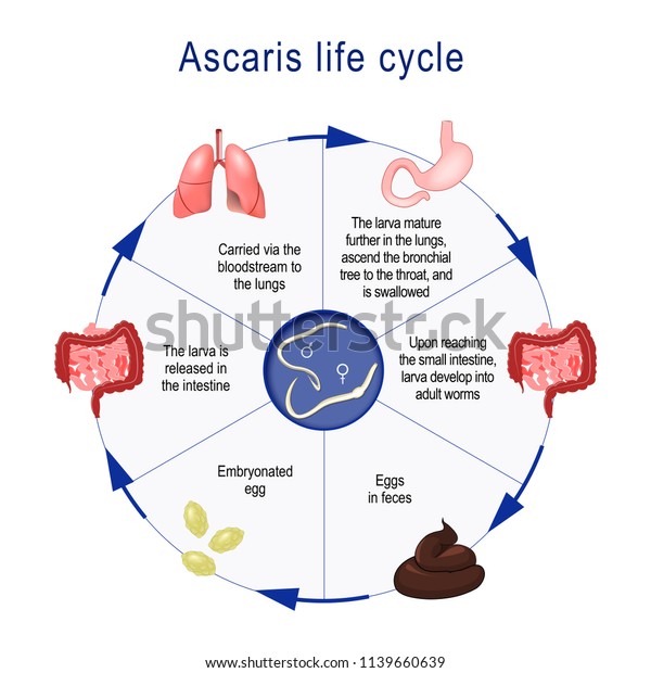 Ascaris Life Cycle Arrows Indicate Direction Stock Vector (Royalty Free ...