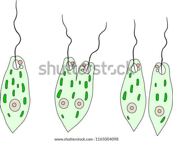 Asexual Reproduction Euglena Stock Vector (Royalty Free) 1165004098 ...