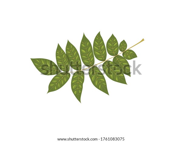 Ash Leaf Vector Illustration Art Stock Vector (Royalty Free) 1761083075 ...