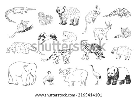 Amur Leopard Drawing | Free download on ClipArtMag