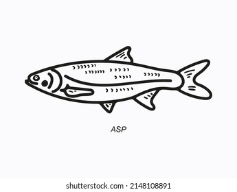 Asp Fish Drawning Vector Illustration Stock Vector (Royalty Free ...
