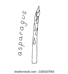 Asparagus Vector Illustration Hand Drawing Sketch Stock Vector (Royalty ...
