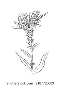 Aster Flower Line Art Vector Illustration Stock Vector (Royalty Free ...