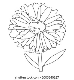 Aster Line Drawing Clip Art Stock Vector (Royalty Free) 2003340827 ...