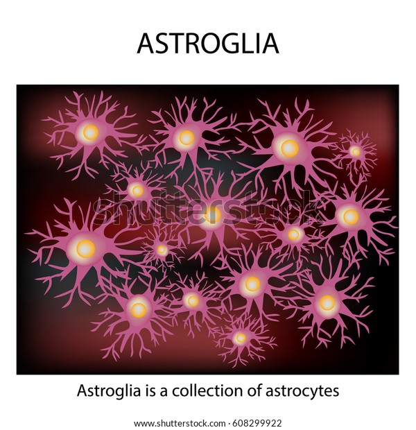 Astroglia Structure Astrocyte Nerve Cell Infographics Stock Vector ...