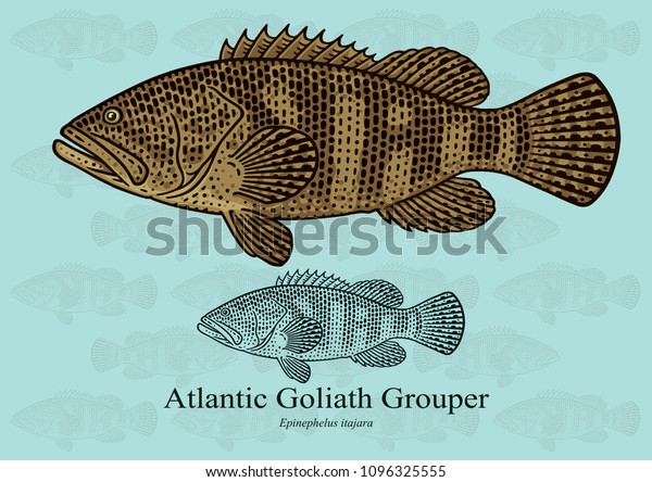 Atlantic Goliath Grouper Vector Illustration Refined 库存矢量图（免版税）1096325555