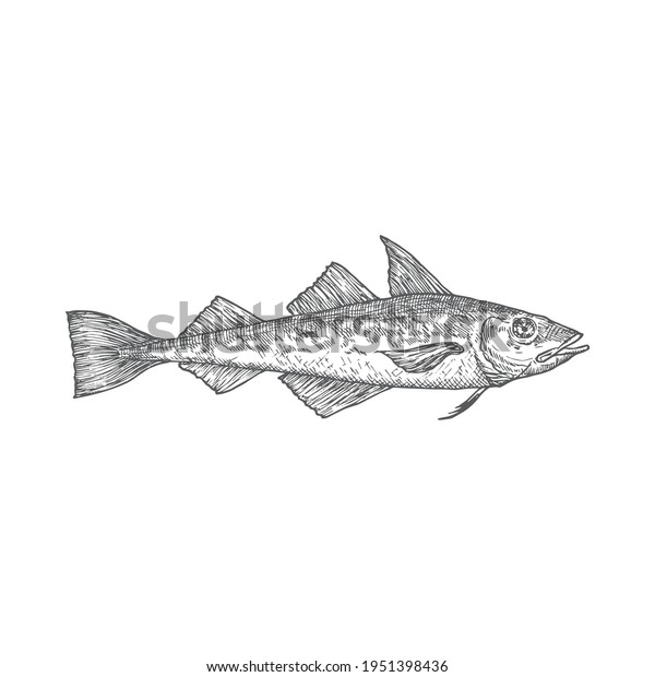 Atlantic Pollock Hand Drawn Doodle 벡터 스톡 벡터(로열티 프리) 1951398436 ...