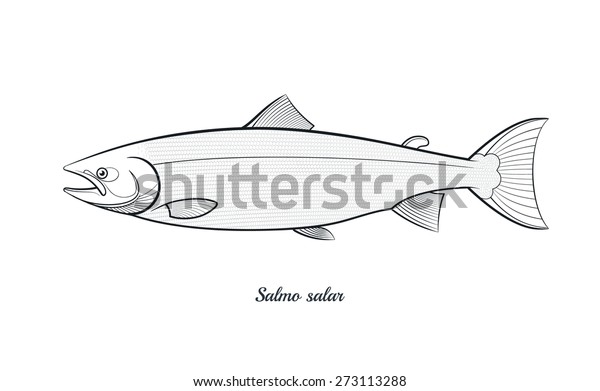 Atlantic Salmon Fish Outline Vector Illustration Stock-Vektorgrafik ...