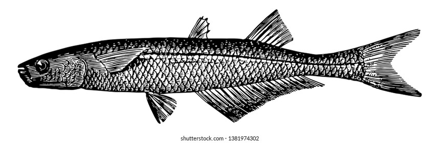 Atlantic Silverside Common Fish Atherinopsidae Family Stock Vector ...