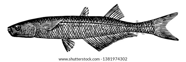 Atlantic Silverside Common Fish Atherinopsidae Family Stock Vector ...