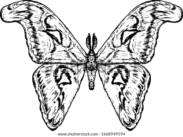 Atlas Moth Insect Known Attacus Atlas Stock Vector (Royalty Free ...
