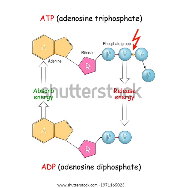 Atp Adp Adenosine Diphosphate Adenosine Triphosphate Stock Vector ...