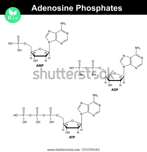 Atp Adp Amp Chemical Structures Skeletal 스톡 벡터(로열티 프리) 515196565