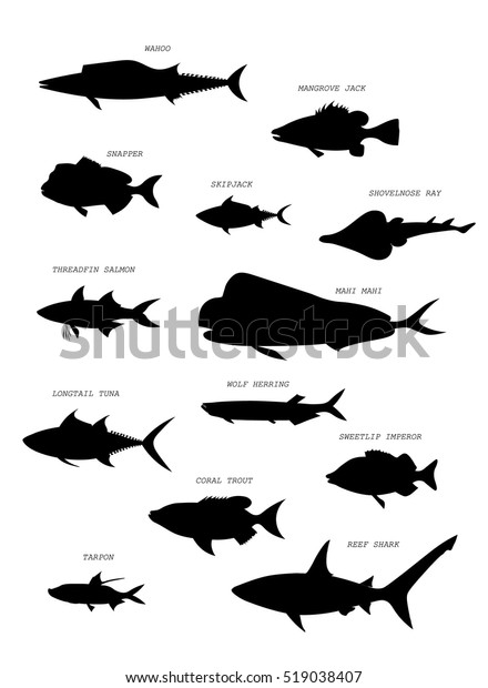 Australian Fish Silhouette Hand Drawing Vector Stock Vector (Royalty ...