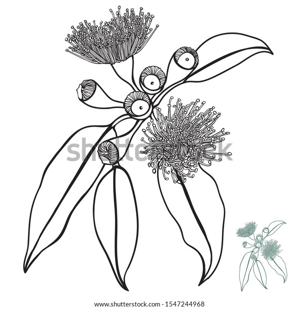 Australian Hand Drawn Native Gum Nut Stock Vector (Royalty Free) 1547244968