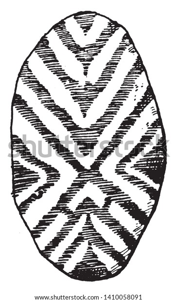 Australian Shield Called Western Australian Shield Stock Vector ...