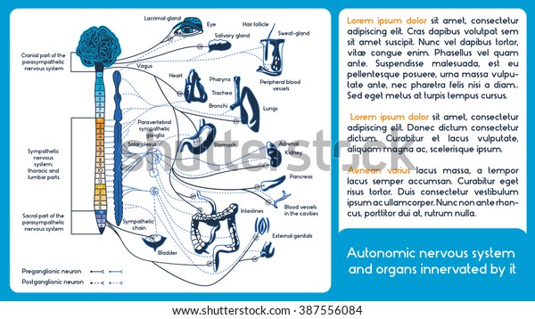 Autonomic Nervous System Sketch Style Stock Vector (Royalty Free) 387556084