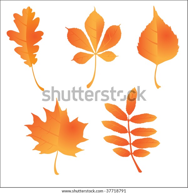 Autumn Orange Leaves Vector Illustration Stock Vector (Royalty Free ...