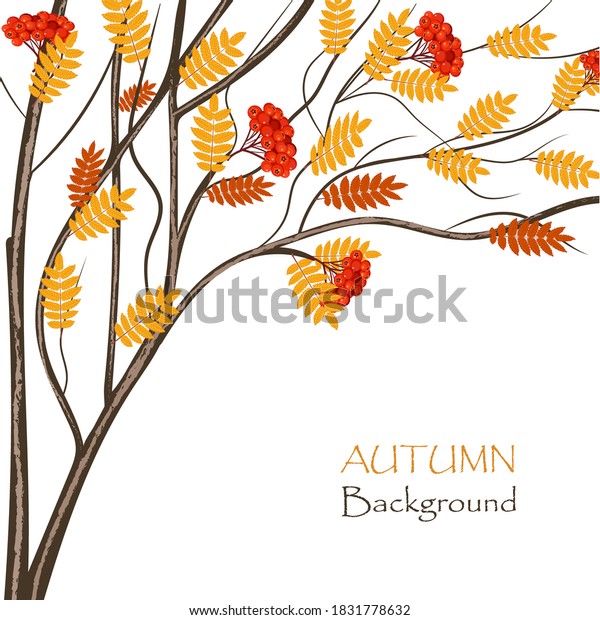 Autumn Rowan Tree Isolated On White Stock Vector (Royalty Free ...