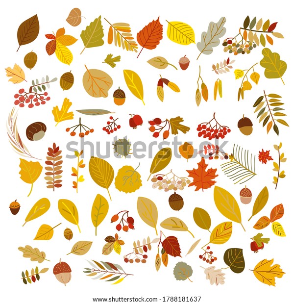 Autumn Season Drawing Vector Set Stock Vector (Royalty Free) 1788181637 ...