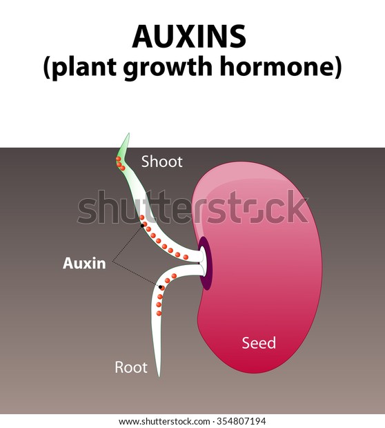 Auxins Plant Hormones Plant Body Development 스톡 벡터(로열티 프리) 354807194 ...