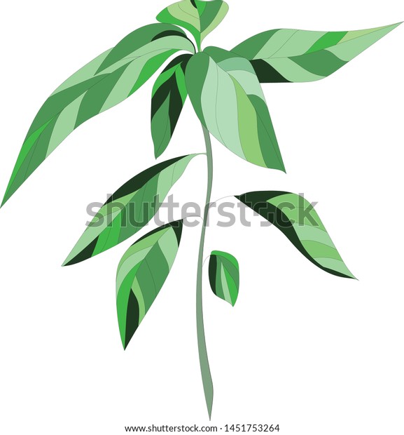 Avocado Tree Avocado Tree Graphic Style Stock Vector (Royalty Free ...