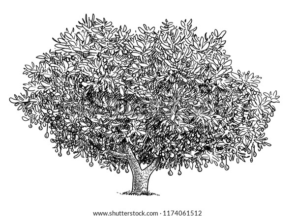 Avocado Tree Illustration Drawing Engraving Ink 스톡 벡터(로열티 프리) 1174061512