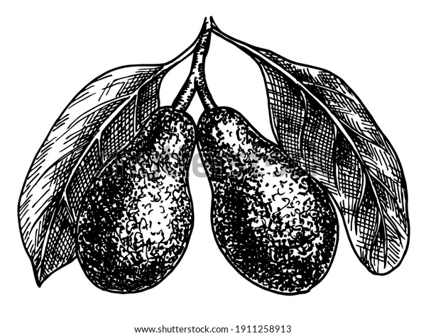 Avocado Tree Vector Sketch Black White Stock Vector (Royalty Free ...