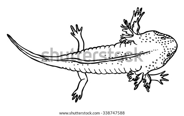 Axolotl vector ink drawing. Contour of mexican salamander or walking fish