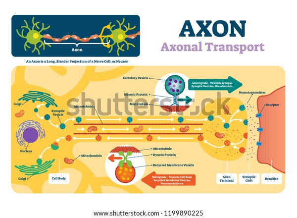 Axon Vector Illustration Labeled Diagram Explanation 库存矢量图（免版税）1199890225