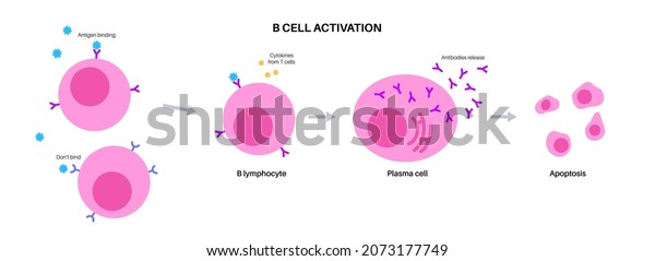 B Cell Activation Diagram Process Recognizing Stock Vector (Royalty ...