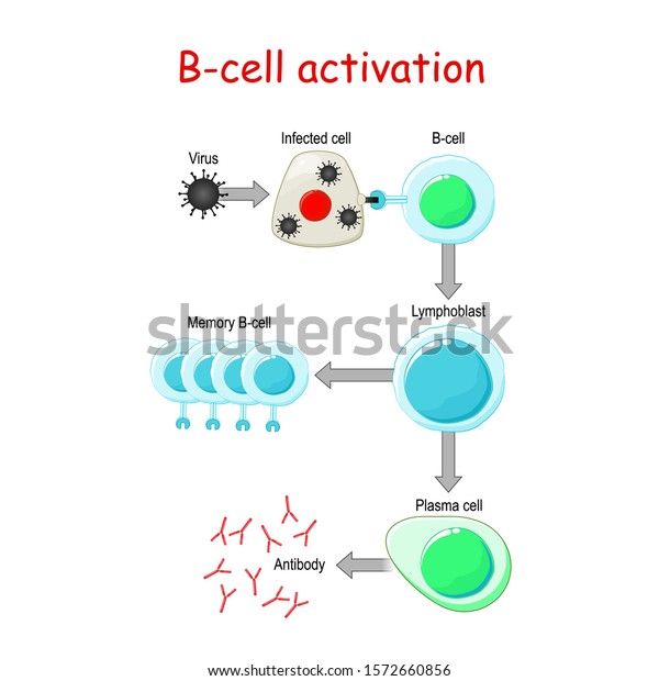B Cells Activation Bcell Lymphocytes White Stock Vector (Royalty Free ...